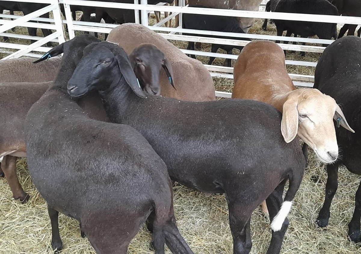 La 2da expo Ovina y Caprina de la zona Sur será en Profundidad - Canal ...
