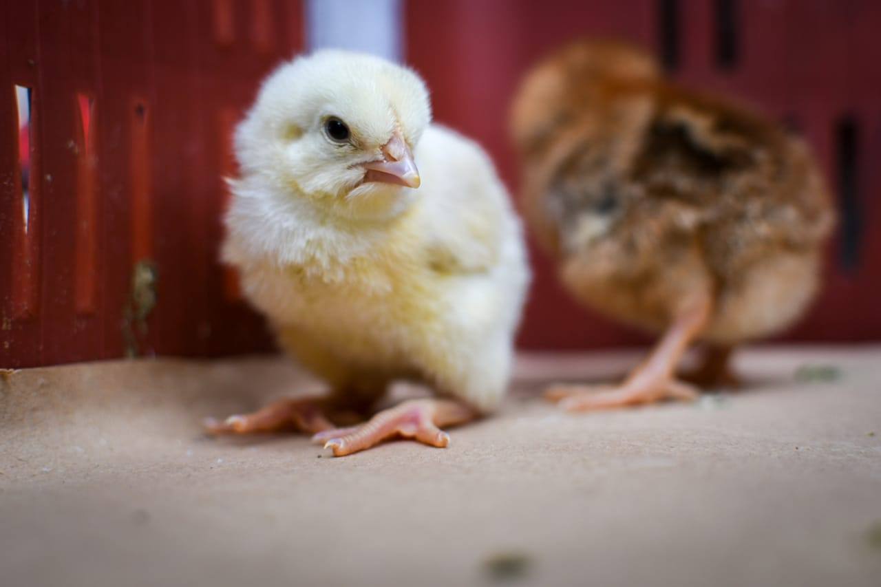 Potencian diversificación productiva a través de la distribución de ...